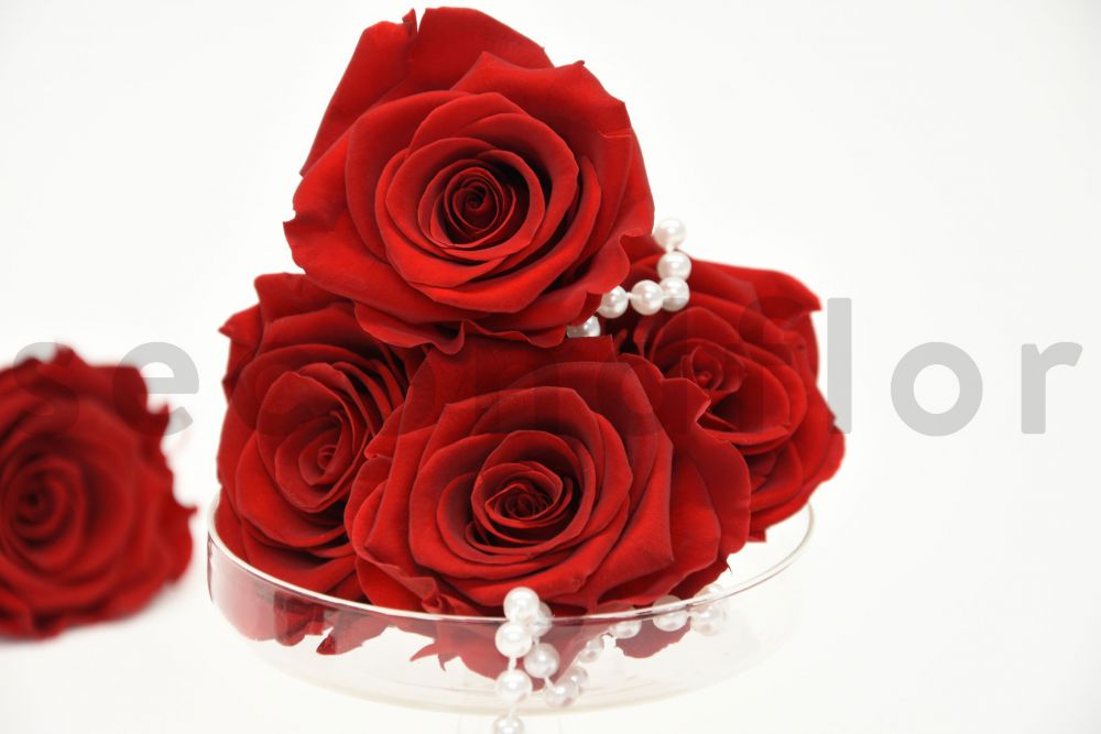 Stabilized rose Kiara L - Box of 8 - Dark Red