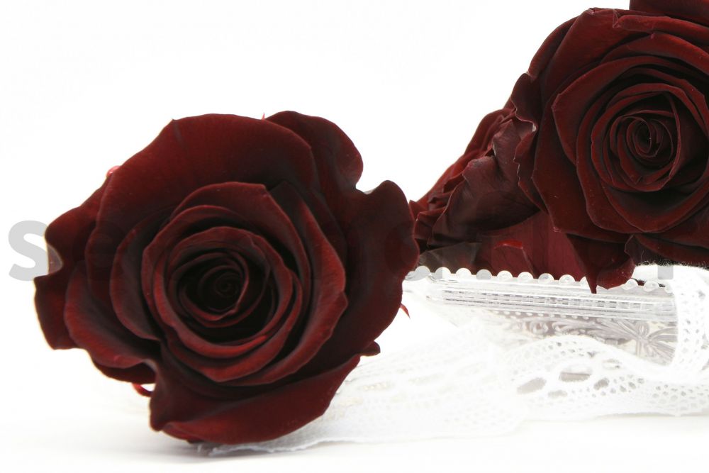Stabilized rose Kiara XL - Box of 6 - Burgundy