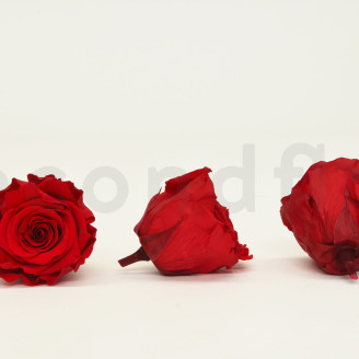 Rose éternelle stabilisée - SecondFlor