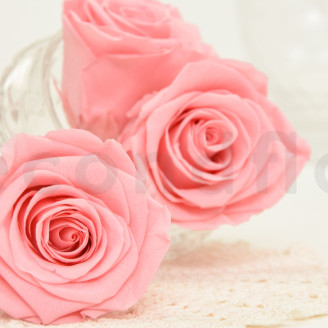 Rose éternelle stabilisée - SecondFlor