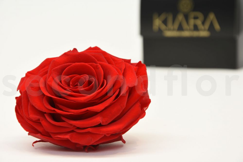 Stabilisierte Rose Kiara XXL - 1 St. - Rot