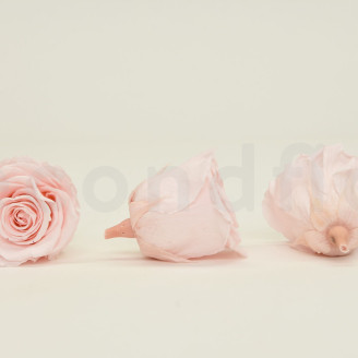 Rose éternelle stabilisée - SecondFlor