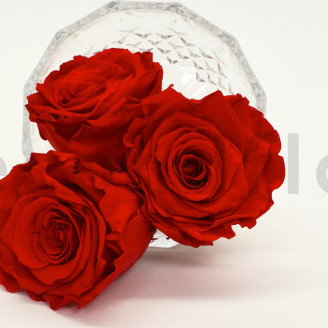 Rose éternelle stabilisée - SecondFlor