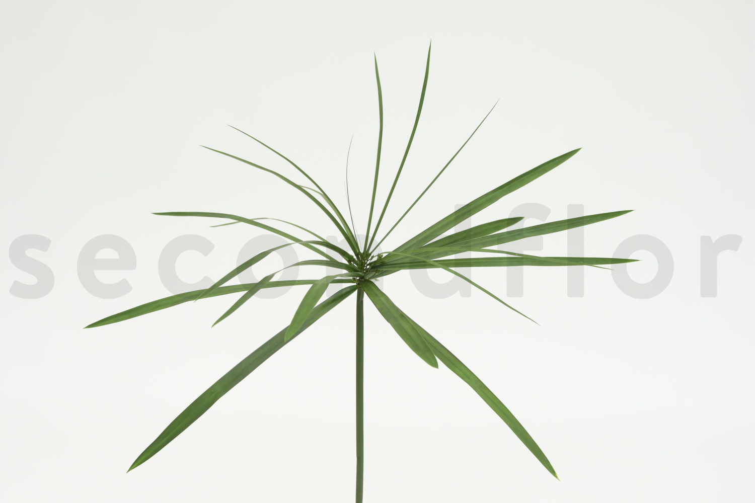 Preserved wide papyrus - Bouquet 7 stems - Green