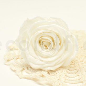 Rose éternelle stabilisée - SecondFlor