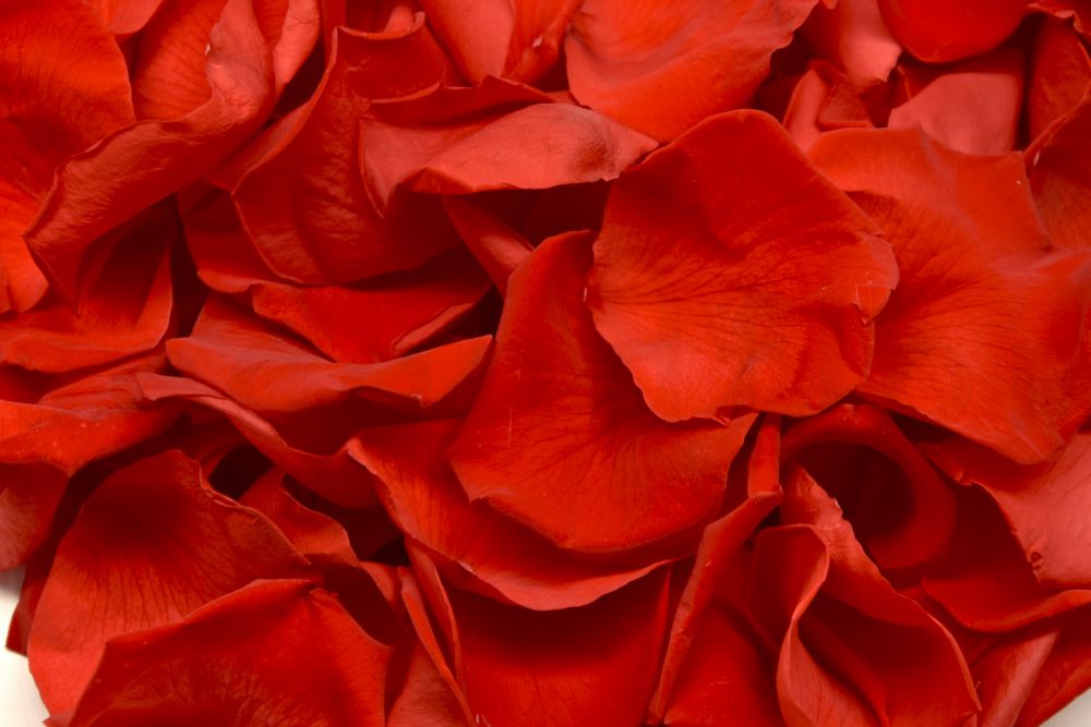 Pétales de rose stabilisés Kiara - Rouge