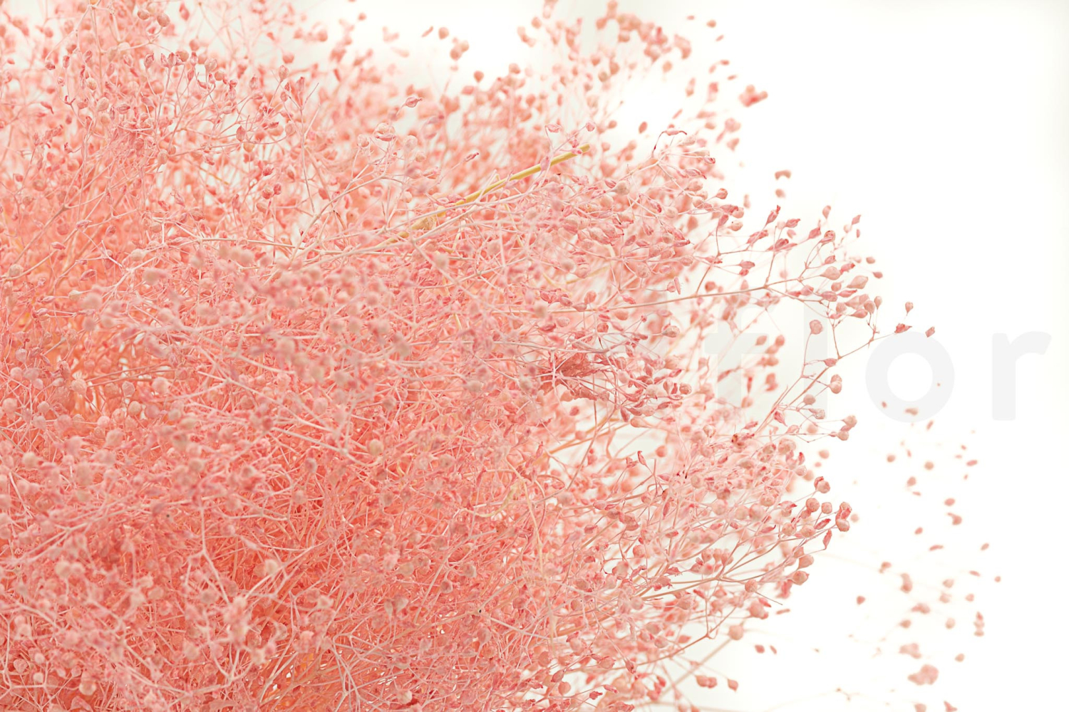 Mini Gipsofila Estabilizada - Rosa Claro