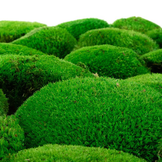 Mousse stabilisée - SecondFlor