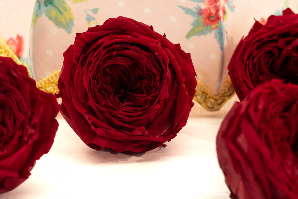 Rose Anglaise Stabilisée - Boîte de 6 - Rouge