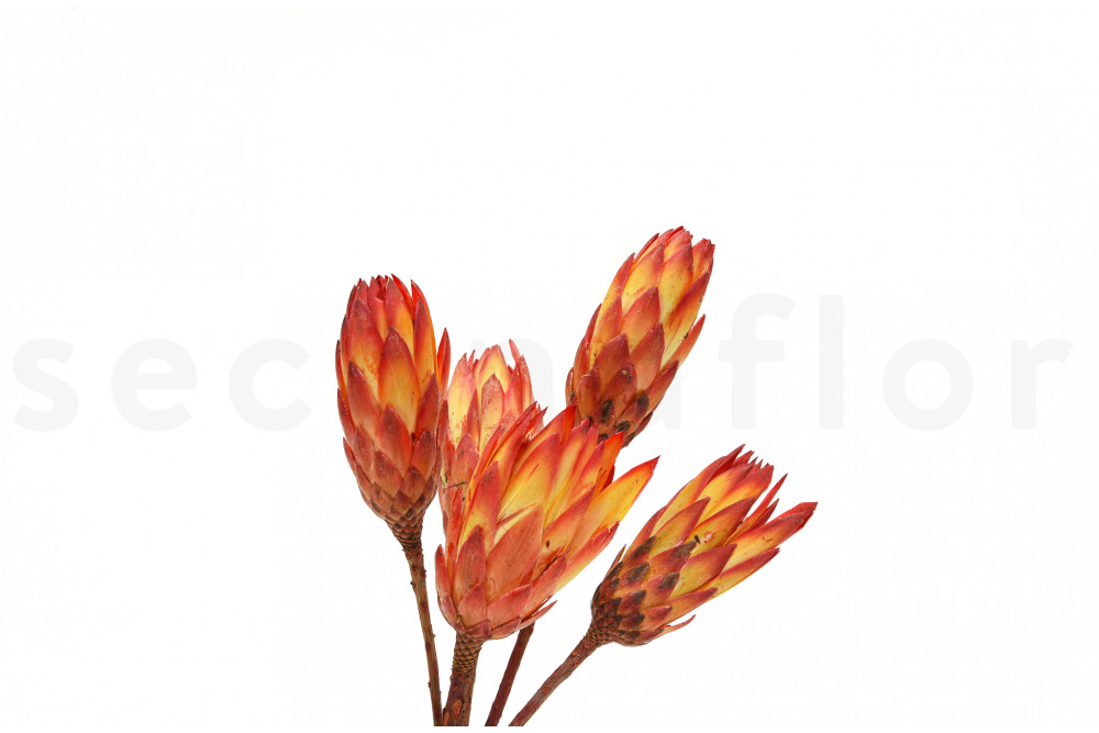 Dried Protea Repens - 5 Stems - Red