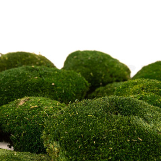 Mousse de forêt stabilisée naturelle - SecondFlor