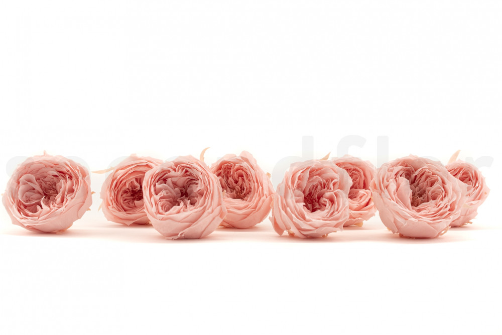 Rose Anglaise Stabilisée - Boîte de 8 - Bridal Pink