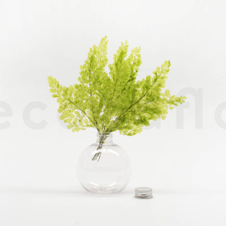 Natural preserved ferns - SecondFlor (meamea SARL)
