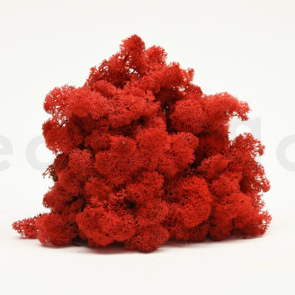 Musgo preservado - SecondFlor